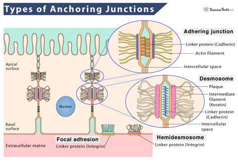 Anchoring Junctions Examples At Oscar Corey Blog