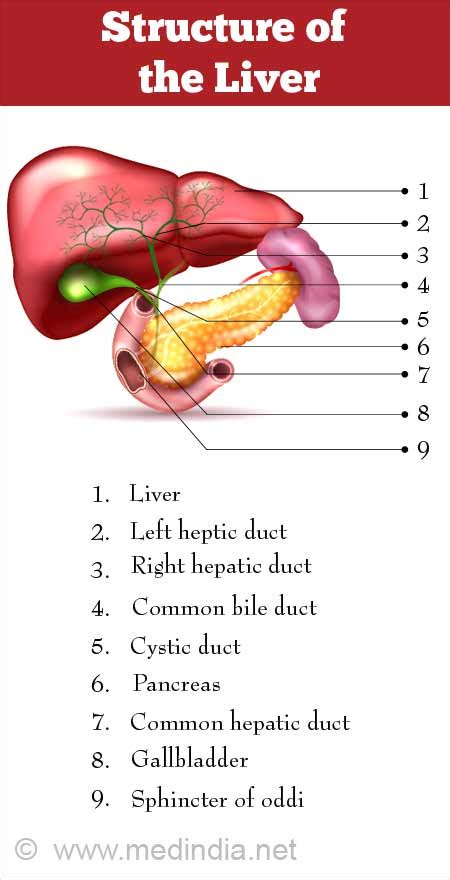 Bile Duct Cancer