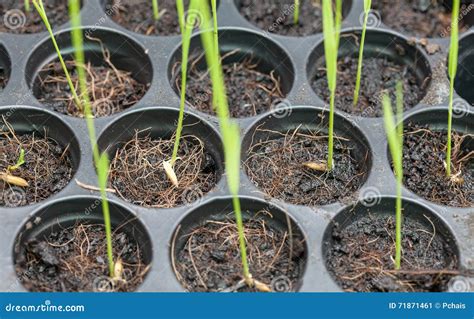 Root And Seedling Of Rice Stock Image Image Of Garden 71871461
