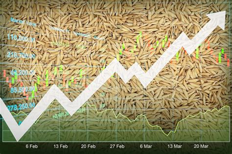 주식 금융 지수는 논 또는 쌀 종자 배경에 그래프 차트 촛대 및 화살표 위쪽 기호와 함께 상품 시장에 대한 성공적인 투자를 보여줍니다 농업에 대한 스톡 사진 및 기타 이미지