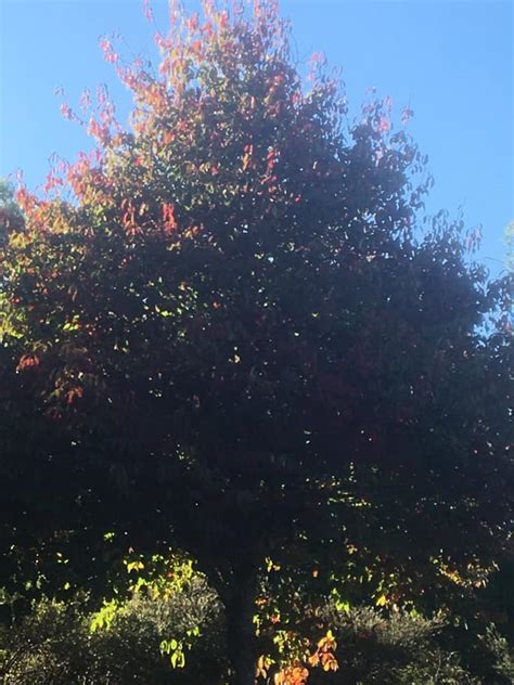 Pompallier Catholic School Facebook