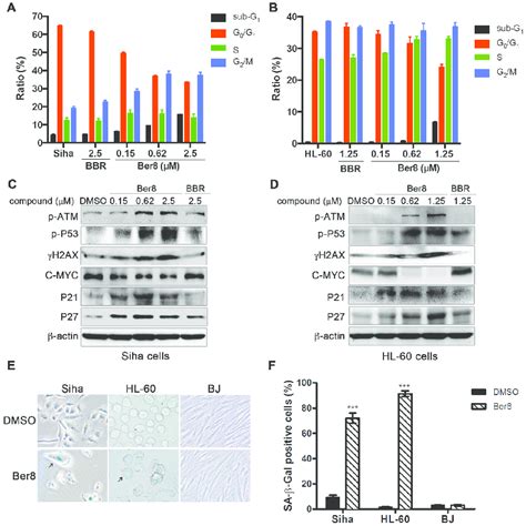The Effects Of Ber8 On Cellular Events A And B Cell Cycle Analysis