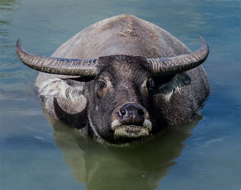 Water Buffalo Light Stalking