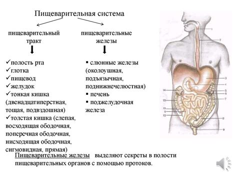 Пищеварительная система презентация онлайн