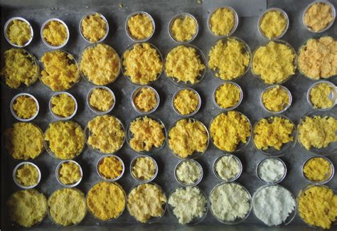 Illustration Of The Variation Observed For Root Color Intensity In Download Scientific Diagram