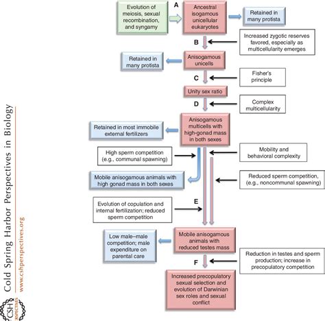 Figure 1 From The Sexual Cascade And The Rise Of Pre Ejaculatory Darwinian Sexual Selection Figure 1 From The Sexual Cascade And The Rise Of Pre Ejaculatory Darwinian Sexual Selection