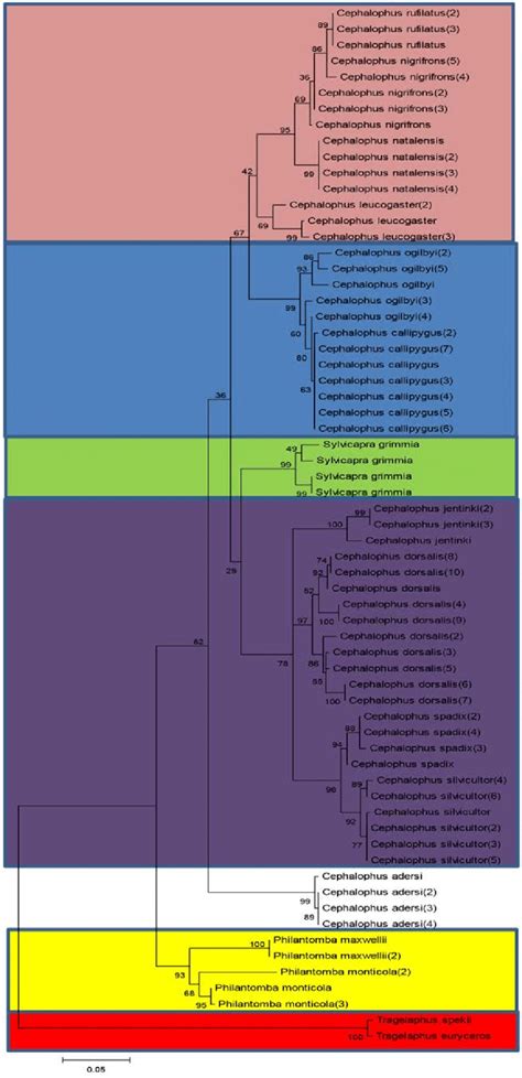 Maximum Likelihood Tree Based On Kimura 2 Parameter Distance Using