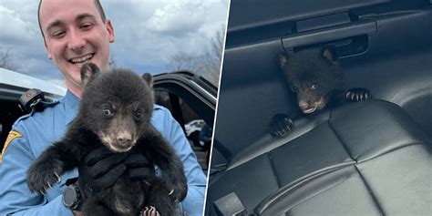 Paddington In New Jersey State Police Rescue A Bear Cub And Its