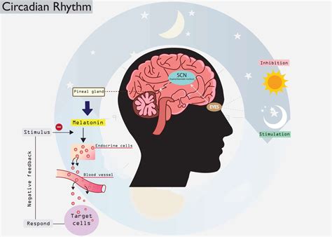 Understanding The Circadian Rhythm Night Shift Wellness