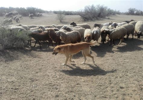 چرای بی رویه دام و جولان سگ های گله در منطقه حفاظت شده میشداغ تسنیم