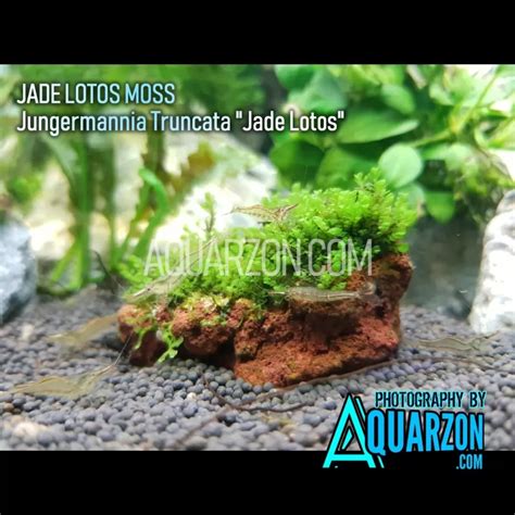 Very Rare True Jade Lotus Moss Jungermannia Truncata
