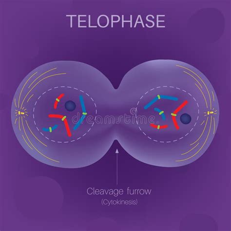 Cell Cycle Interphase Stock Illustrations 150 Cell Cycle Interphase