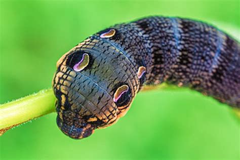 Elephant Hawk Moth Caterpillar Feeding On A Leaf Stock Image Image Of