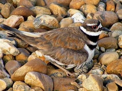 Killdeer Identification All About Birds Cornell Lab Of Ornithology