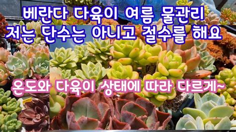 베란다 다육이 여름 물관리 🍀이제부터 절수해서 수형을 유지하기 💦온도체크해서 차광도 해야죠🌞 Youtube