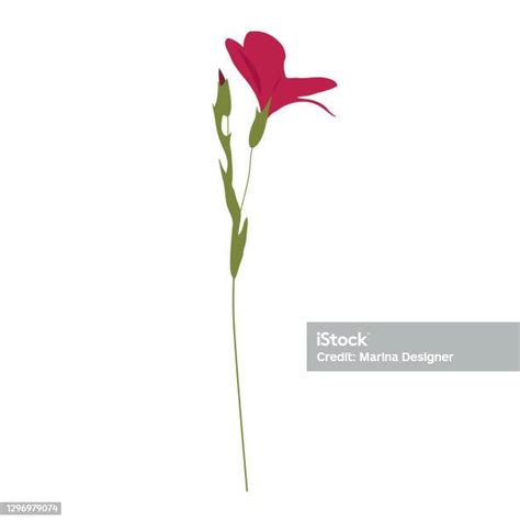 긴 줄기에 단일 필드 꽃 어두운 분홍색 손으로 그린 벡터 수직 표면에 적합합니다 자연 경관 봄 여름 일러스트 인사말 카드 패브릭 프린트를 위한 디자인 요소 긴에 대한 스톡