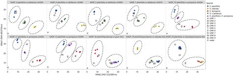 Kasp Genotyping Of Dna Extracted From Seeds Of Individual Commercially