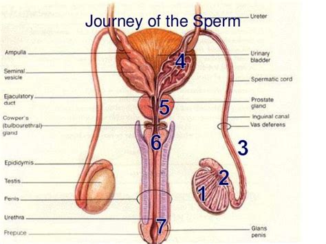 Sexual Anatomy Diagram