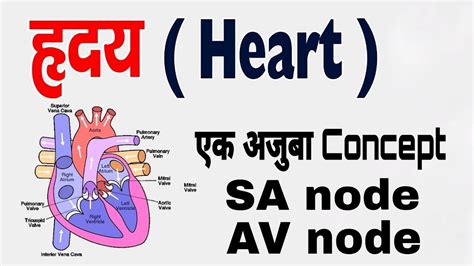 Sa Node Av Node Quick Conducting System Of Heart Part 6 Youtube