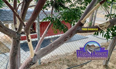 Ground Squirrel Control High Desert Wildlife Control Llc