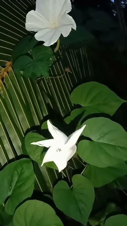 මලක් පිපෙන විදිය ප්‍රාර්ථනා මල් 🌸🌿🌸🌿මේ වගේ අලුත් Video බලන්න Subscribe කරලා තියාගන්න👍😊 ️ Youtube