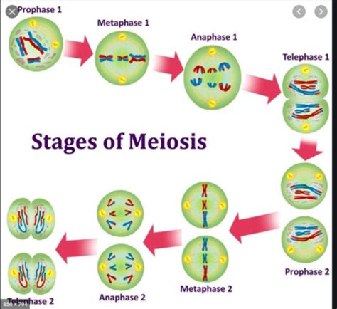 Chapter 4 Genes And Cellular Function Flashcards Quizlet