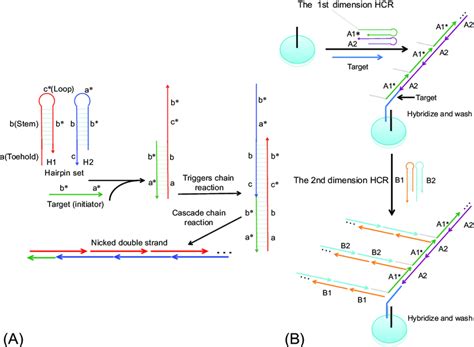 Hybridization Chain Reaction 72 Arrowheads In Dna Indicate 3 0 End Download Scientific