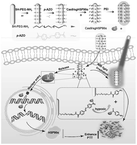 Hypoxia Response Gene Editing Method Eureka Patsnap