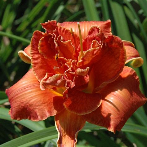 Moses Fire Sterrett Gardens