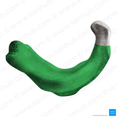 Body Of 1st Rib 20150 Kenhub Image License Store