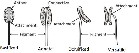 Anther Filament