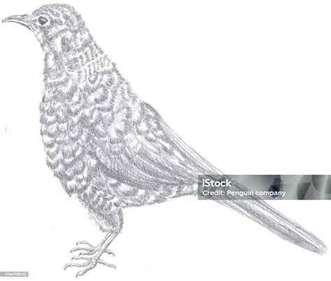 Drawing Of Australian Native Bird Bassian Thrush Stock Illustration