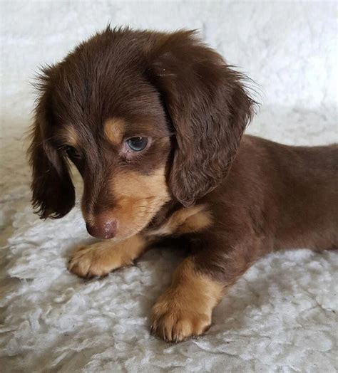 Albums 104 Pictures Pictures Of Groomed Long Haired Dachshund Latest
