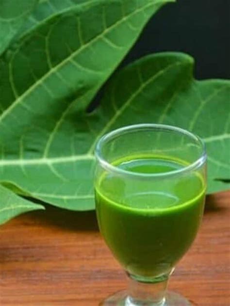 Papaya Leaf Juice Chikungunya At Alice Manning Blog