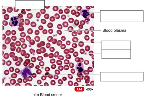 Blood Smear Diagram Quizlet