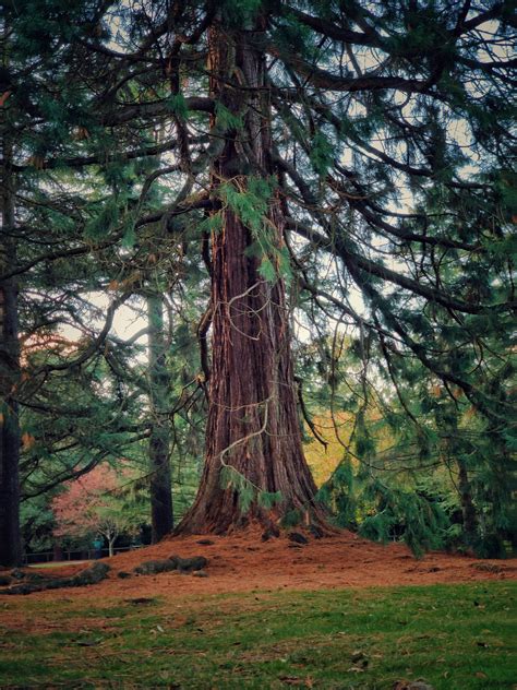 Redwood Hyperion Tree Photos Download The Best Free Redwood Hyperion