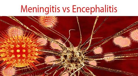 Meningitis Virus Cell
