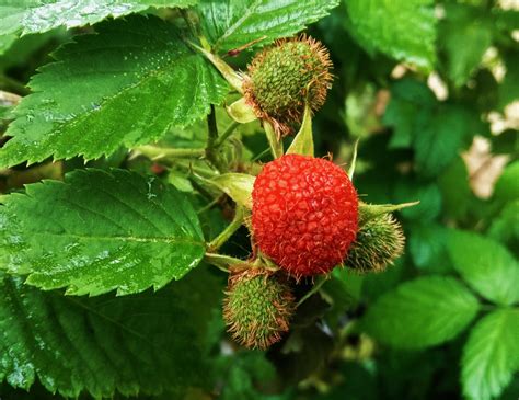 Thimbleberry Thimbleberry Rubus Parviflorus · Inaturalist