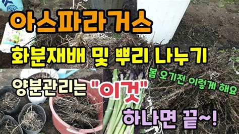 아스파라거스종근 뿌리 나누기와 화분 만들기 아스파라거스 양분관리 이것 양액 하나면 쉽습니다 아스파라거스화분재배방법 아스파라거스번식방법 Youtube