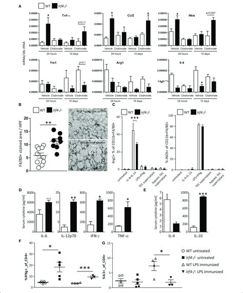A Wild Type And Irf4 Deficient Mice Underwent Unilateral Ir After