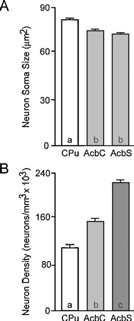 Figure 1 From Measurements Of Neuron Soma Size And Density In Rat Dorsal Striatum Nucleus