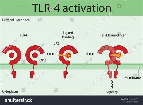 Diagram Tlr4 Activation Ligand Lps Binding Stock Vector Royalty Free