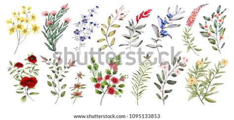 수채화식물원야생과 정원 꽃나뭇잎 꽃 나뭇가지 그리고 스톡 일러스트 1095133853 Shutterstock