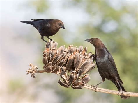A Revealing Look Into The Surprisingly Tricky Sex Lives Of Birds
