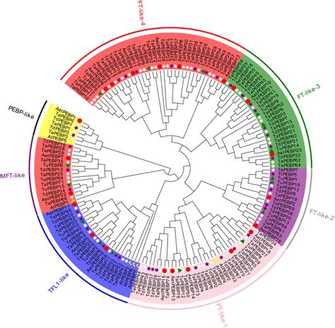 Phylogenetic Analysis Of Pebp Genes In Triticum Aestivum T Download Scientific Diagram