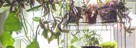 Indoor Plant Growing Guides Van Attas