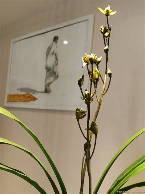 珠海渔女真是大如树 墨兰篇 兰花交易网论坛