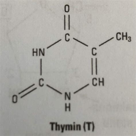 Was Ist Die Strukturformel Von Thymin Chemie Biologie Genetik