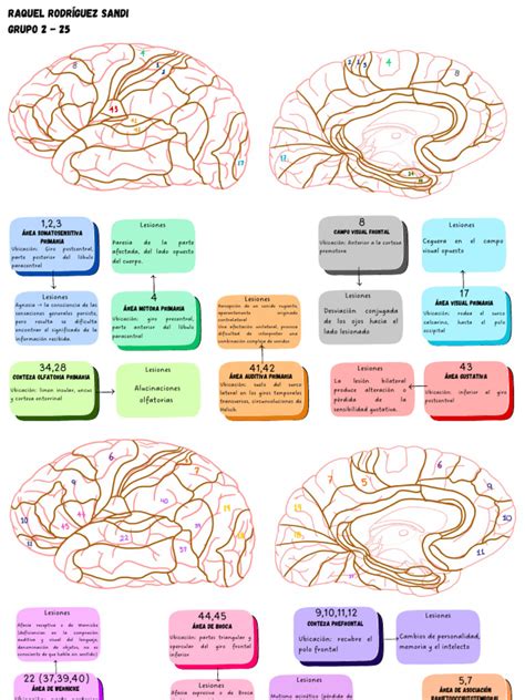 Áreas Funcionales Del Cerebro Pdf Lóbulo Temporal Corteza Cerebral