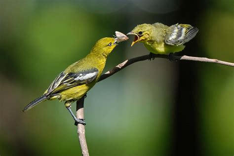 Download Iora Mother Bird With Moth Wallpaper